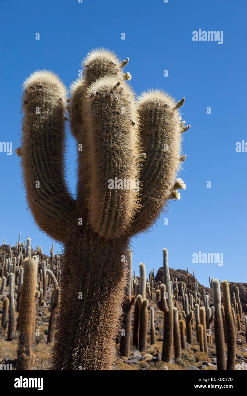 Large cacti on Isla Incahuasi, Inkawasi or Inka Wasi, island in the ...