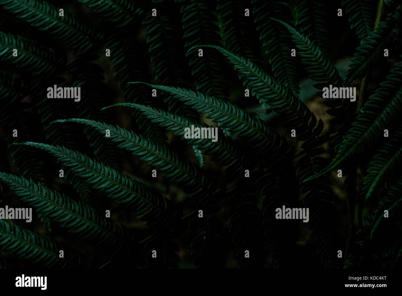 Simple leaf style hi-res stock photography and images - Alamy