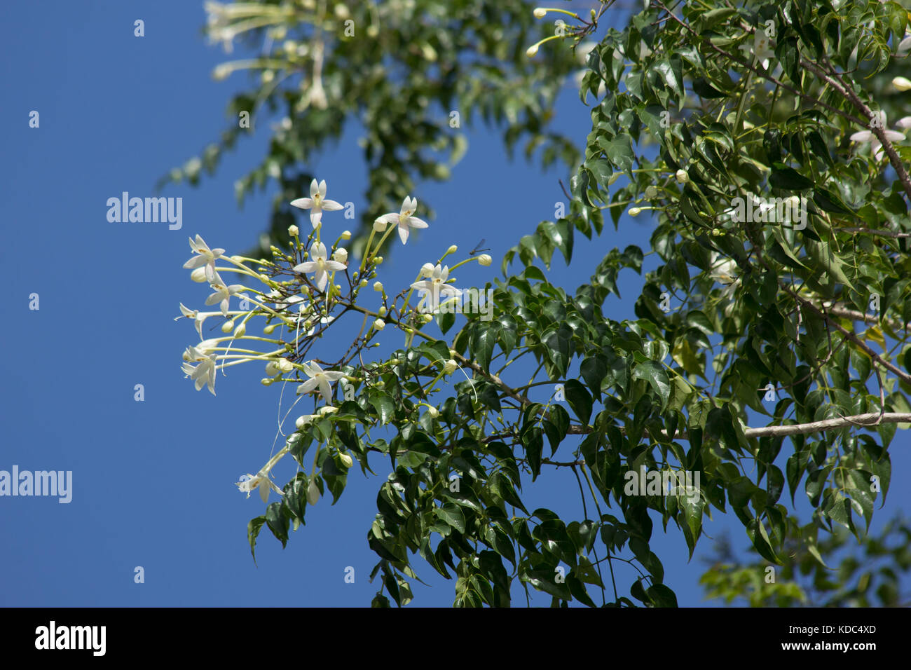 Close up Whtie flower Indian cork tree and green leaf background Stock ...