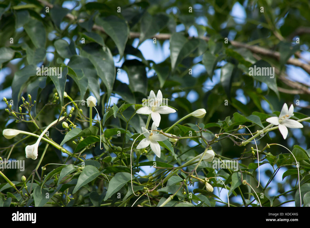 Close up Whtie flower Indian cork tree and green leaf background Stock ...