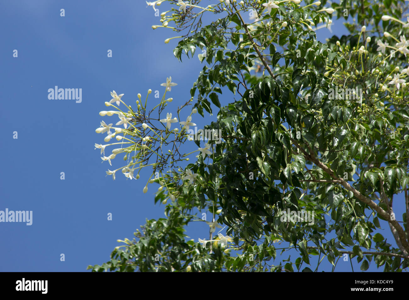 Close up Whtie flower Indian cork tree and green leaf background Stock ...