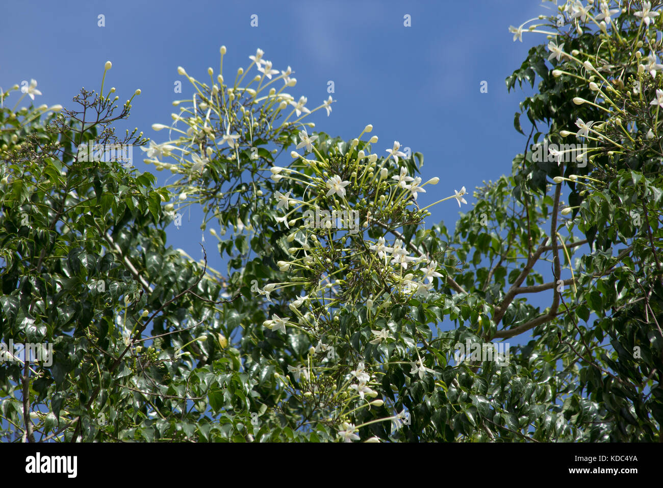 Close up Whtie flower Indian cork tree and green leaf background Stock ...
