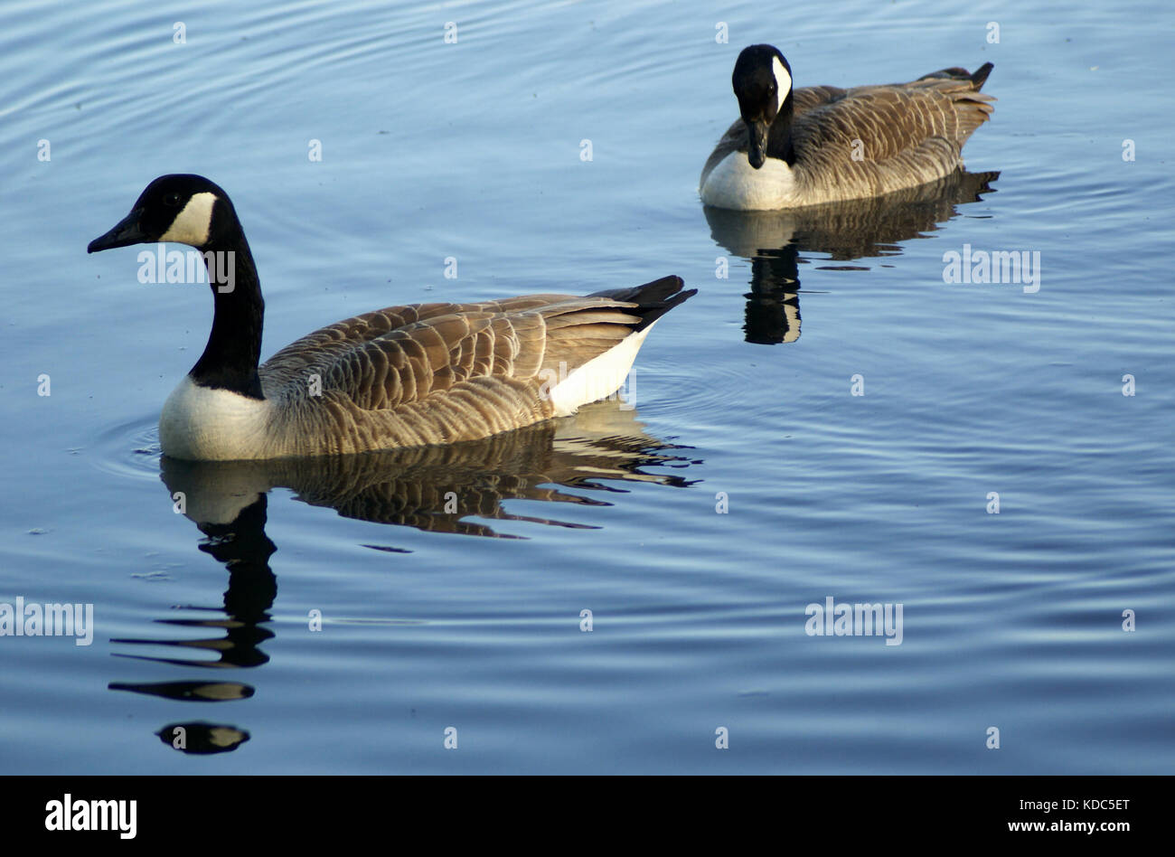 2 geese on lake Stock Photo - Alamy