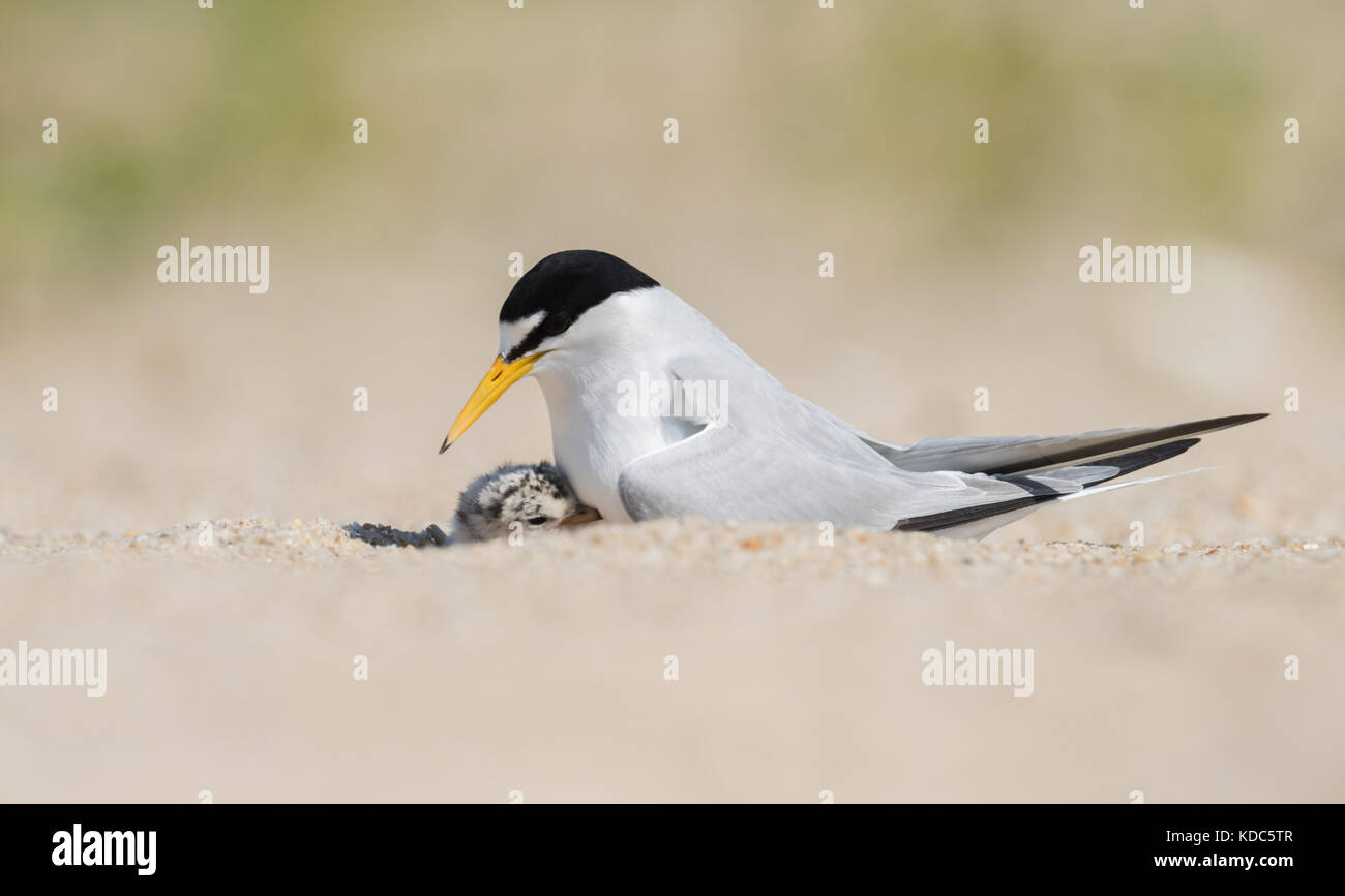 Least tern florida beach hi-res stock photography and images - Alamy