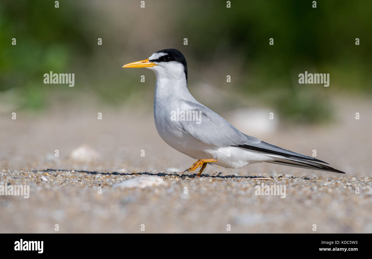 Least tern florida beach hi-res stock photography and images - Alamy
