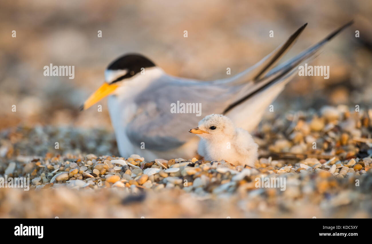 Least Tern Florida Beach High Resolution Stock Photography and Images ...