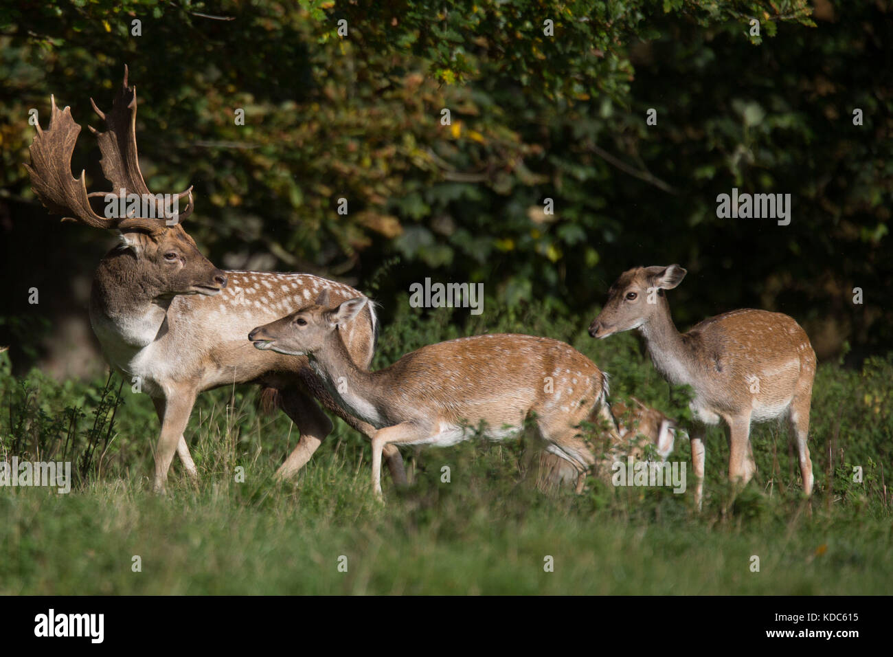 Fallow deer during the deer rutting season at Charlecote Park ...