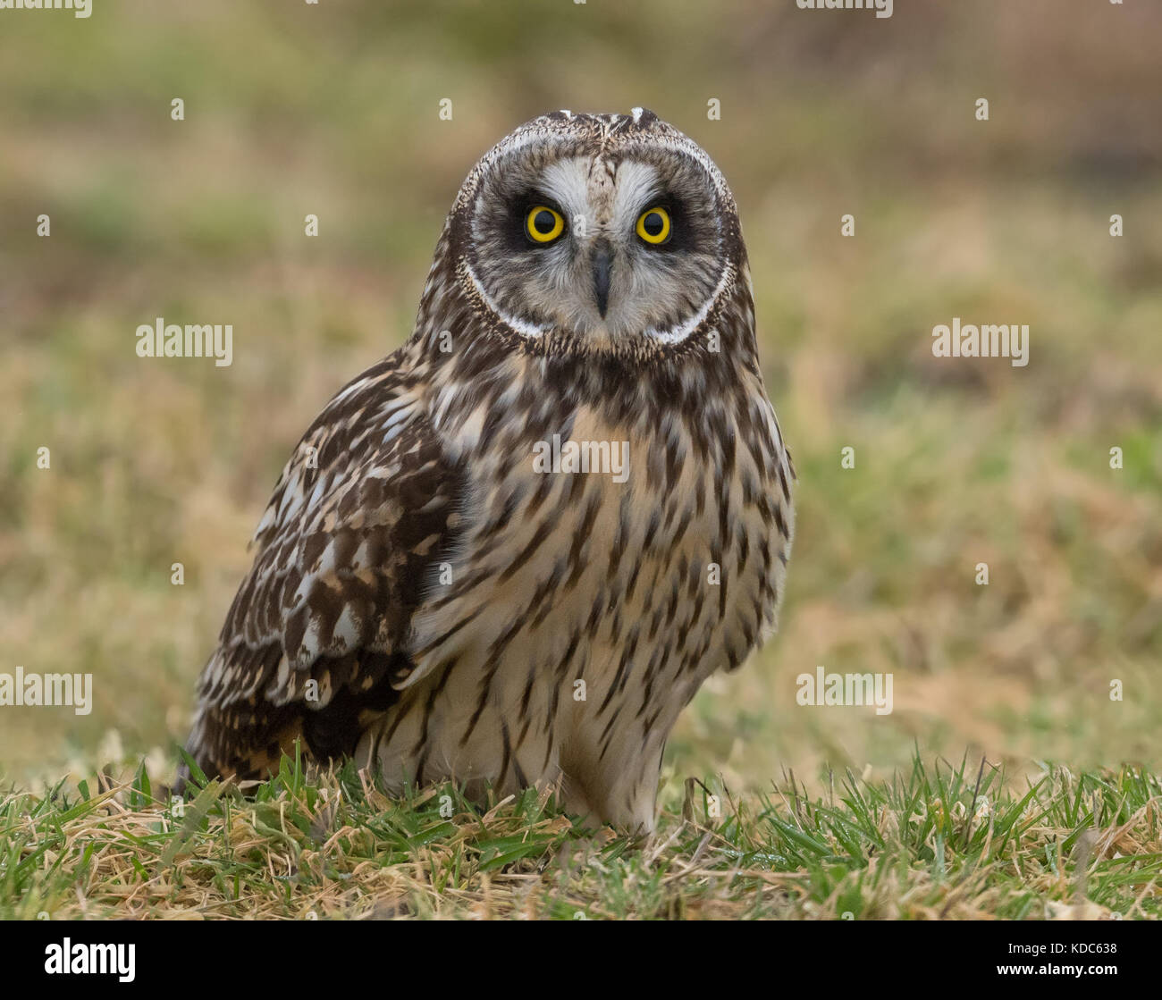 Short eared owl hi-res stock photography and images - Alamy