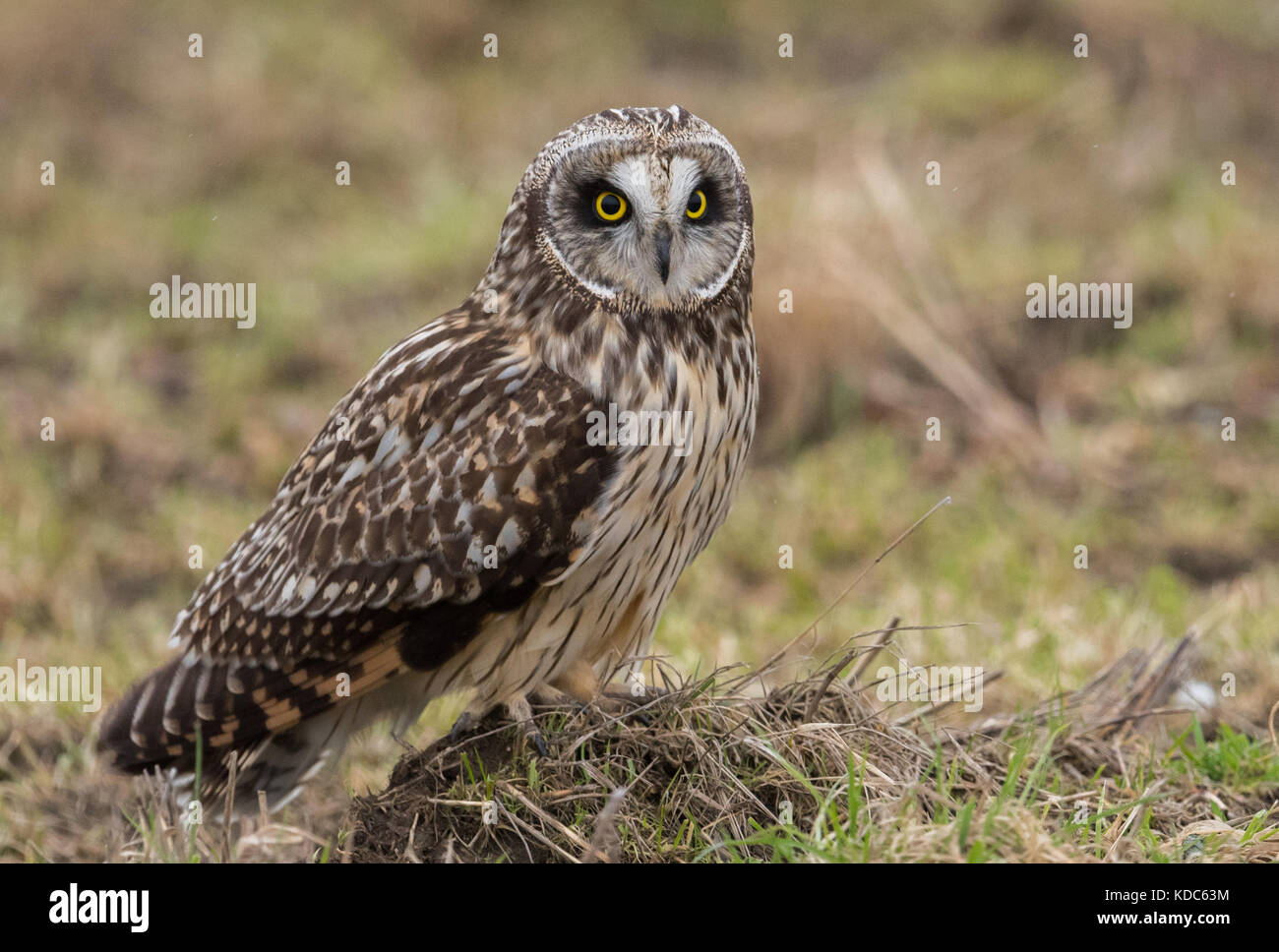 Short Eared Owl Stock Photo - Alamy