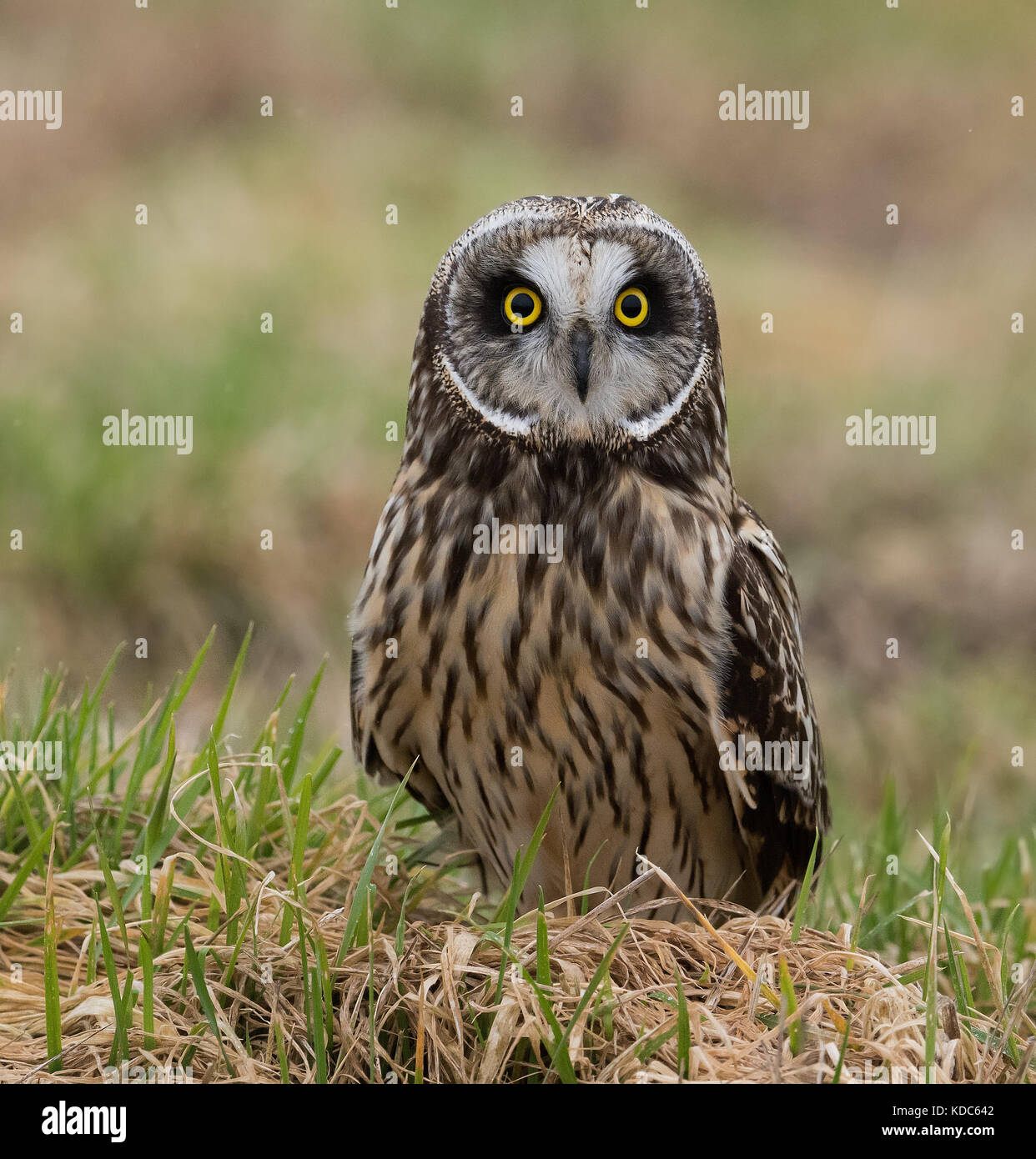 Short Eared Owl Stock Photo - Alamy