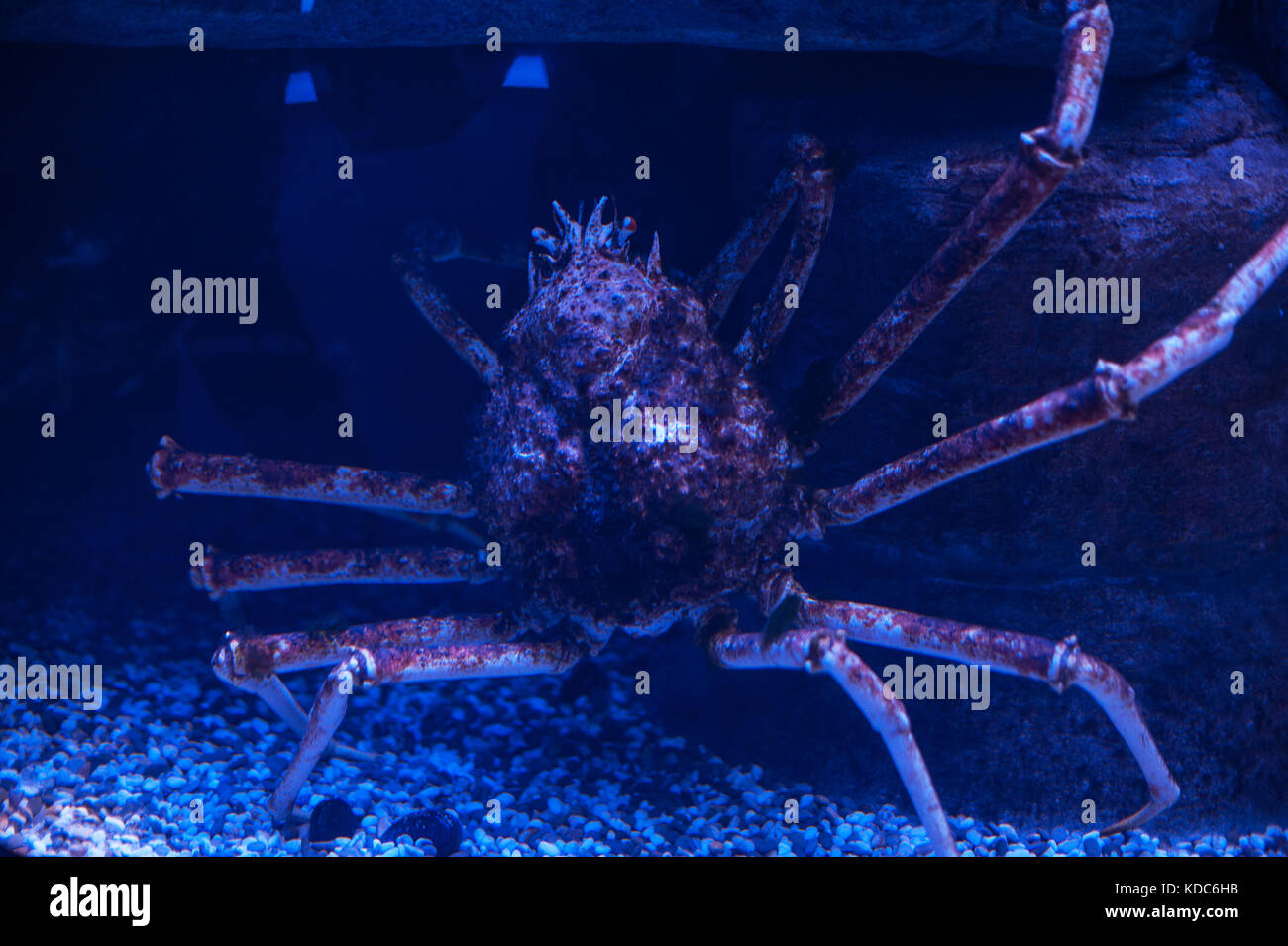 A giant crab under the water Stock Photo - Alamy
