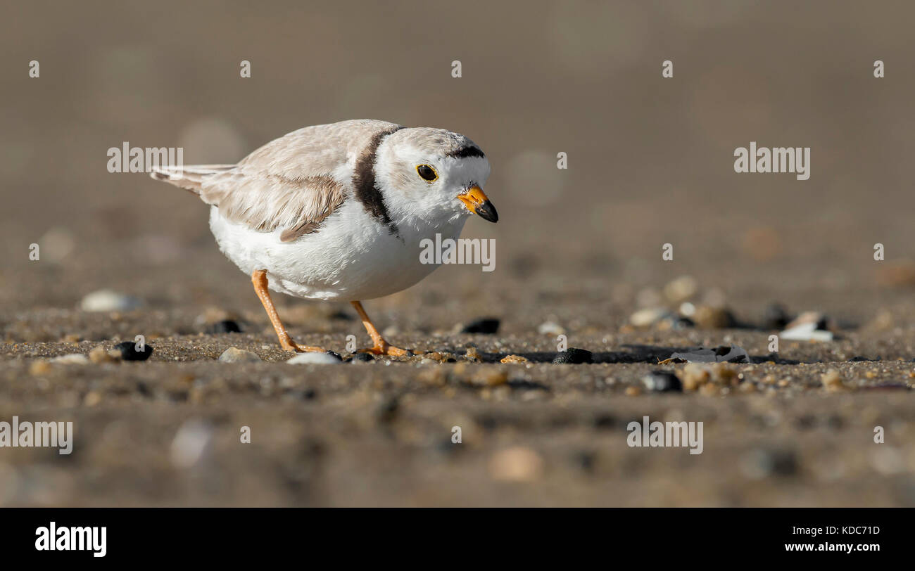 Florida beach sand piper hi-res stock photography and images - Alamy