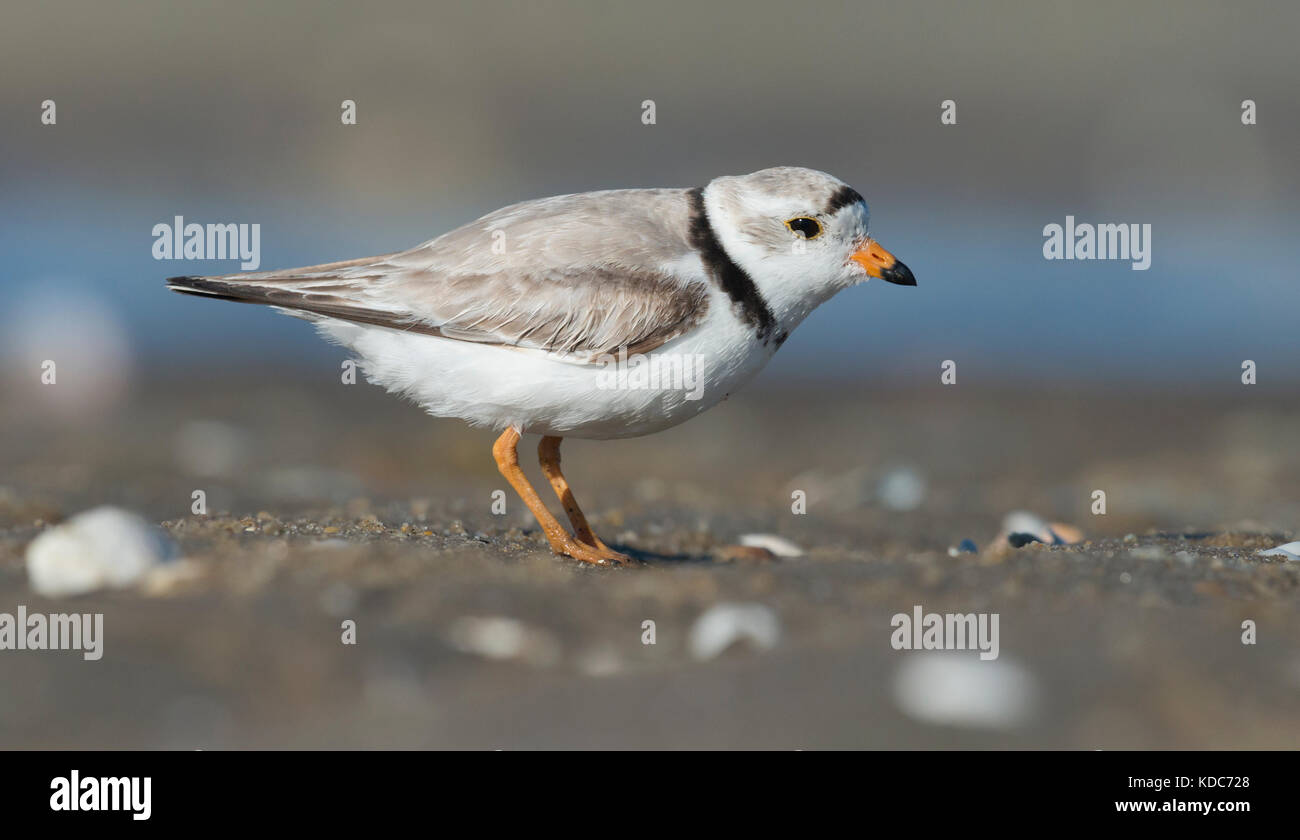Florida beach sand piper hi-res stock photography and images - Alamy