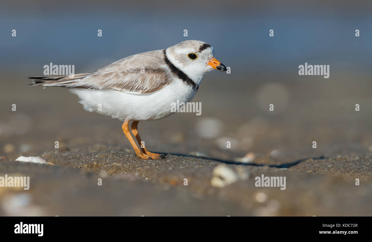 Florida sand piper hi-res stock photography and images - Alamy