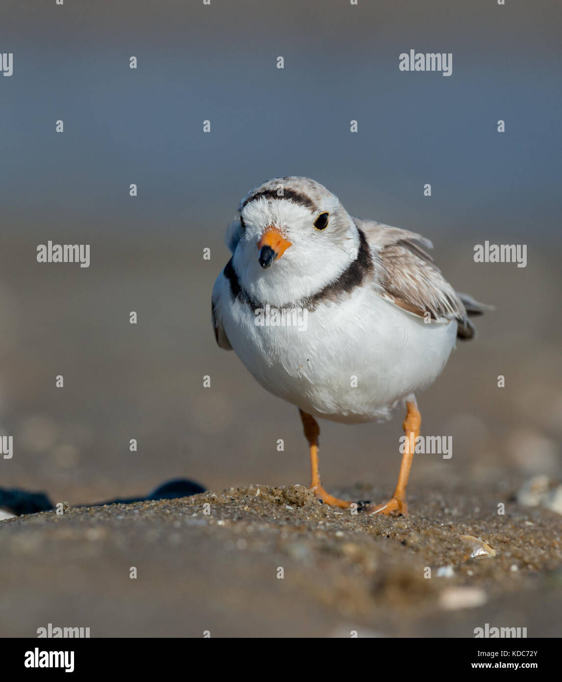 Florida sand piper hi-res stock photography and images - Alamy