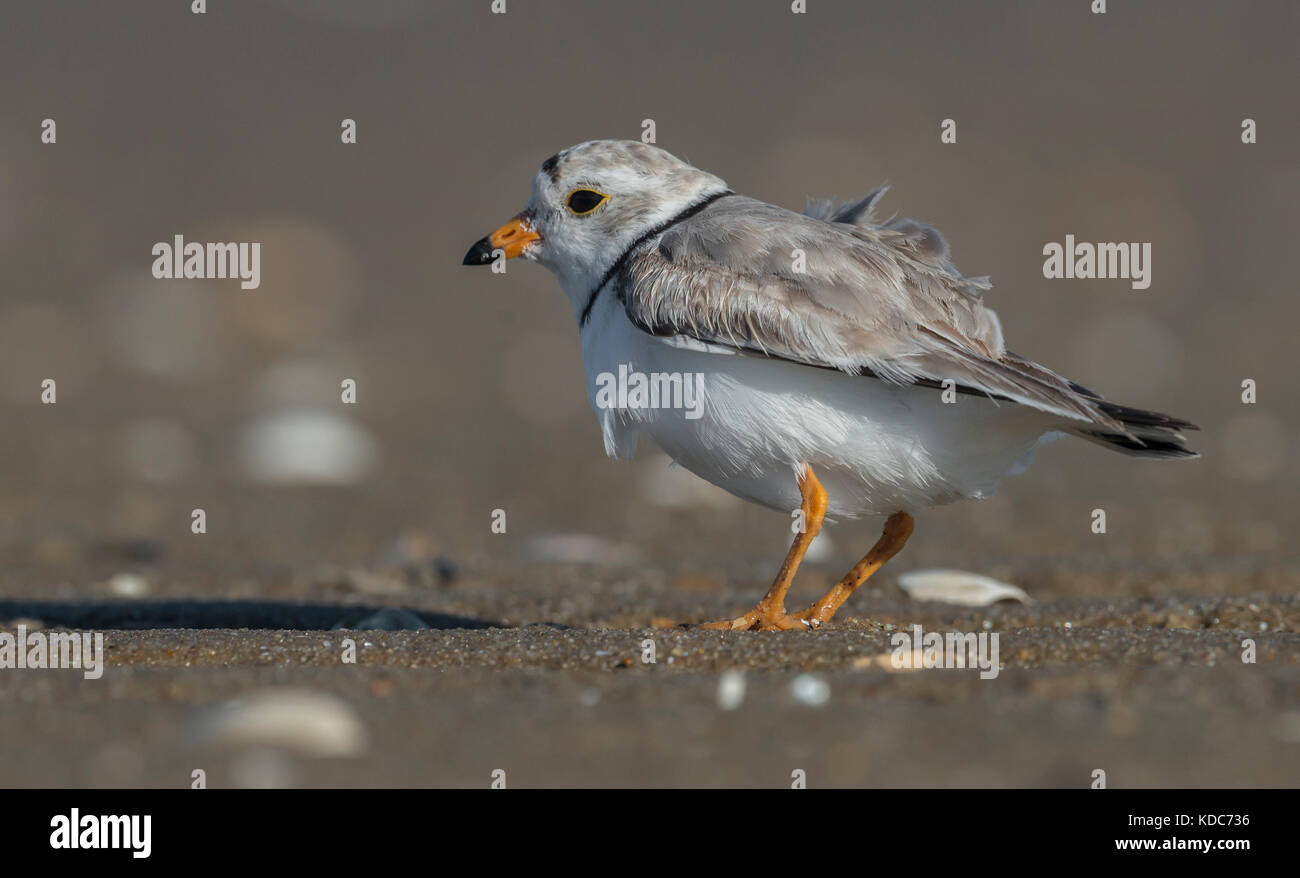 Florida sand piper hi-res stock photography and images - Alamy