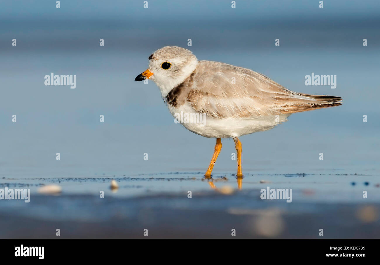 Florida sand piper hi-res stock photography and images - Alamy