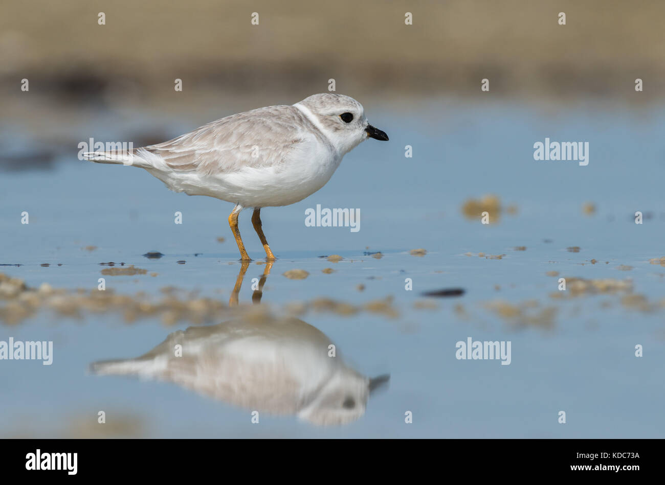 Florida sand piper hi-res stock photography and images - Alamy