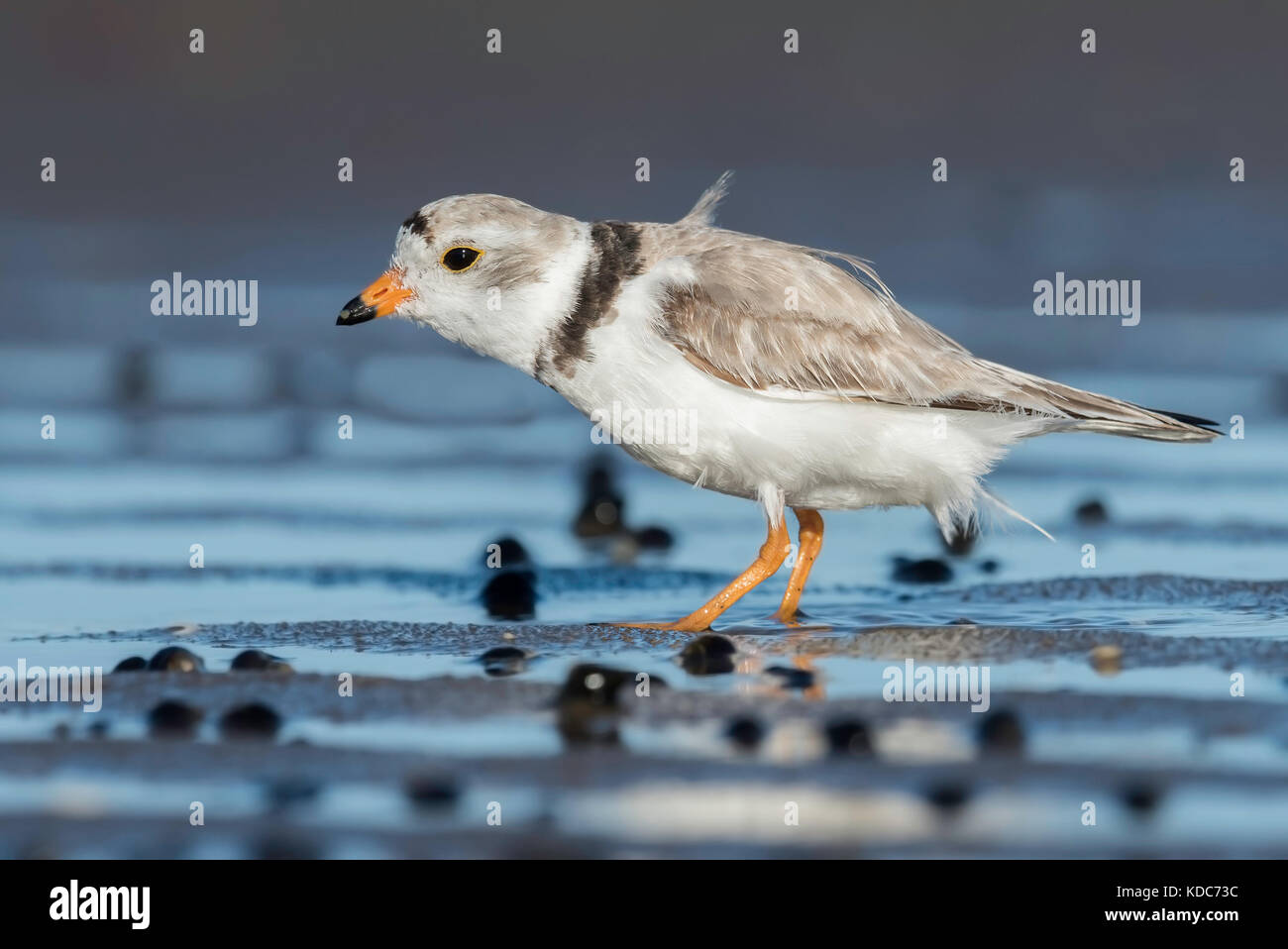 Florida sand piper hi-res stock photography and images - Alamy