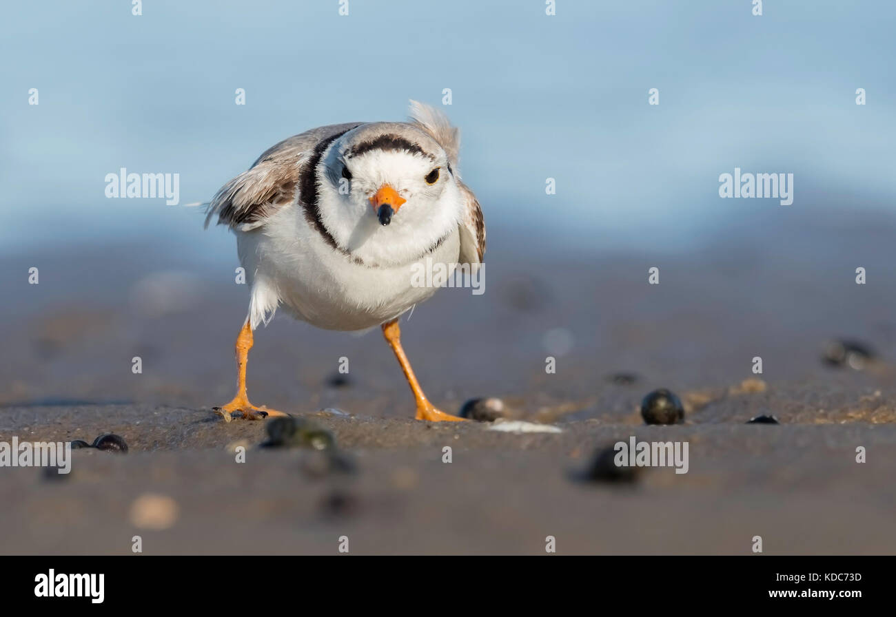 Florida sand piper hi-res stock photography and images - Alamy