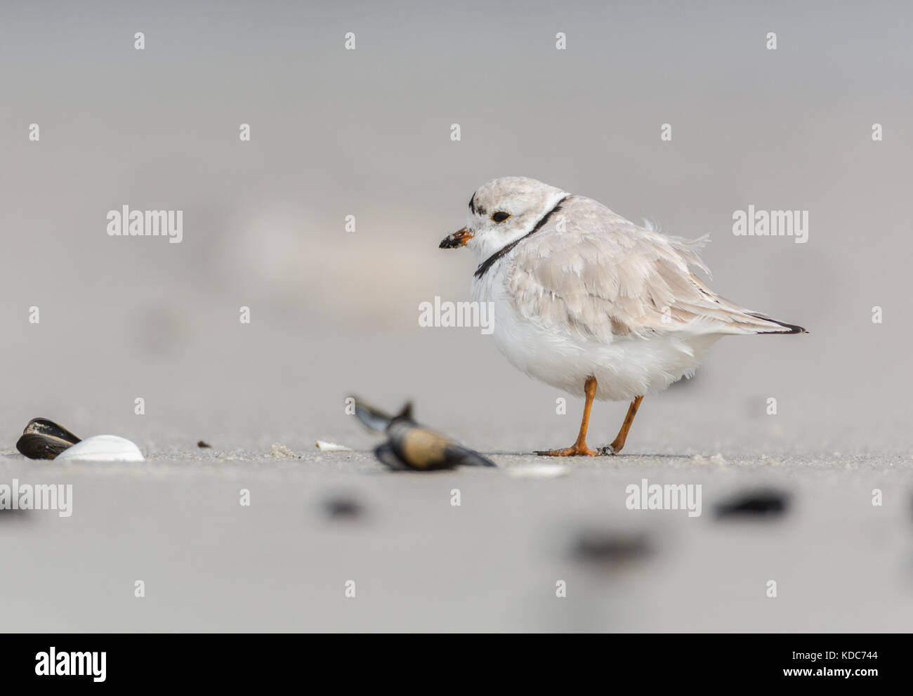 Florida sand piper hi-res stock photography and images - Alamy