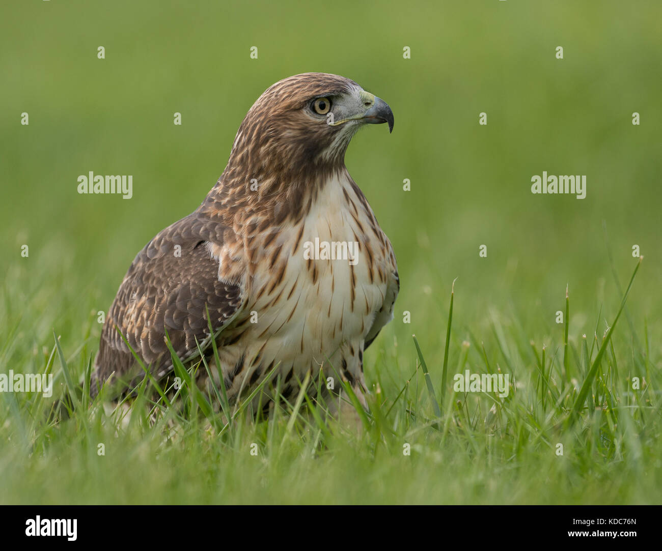 Red Tailed Hawk Stock Photo - Alamy