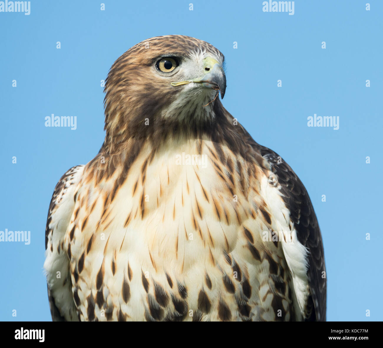 Red Tailed Hawk Stock Photo - Alamy