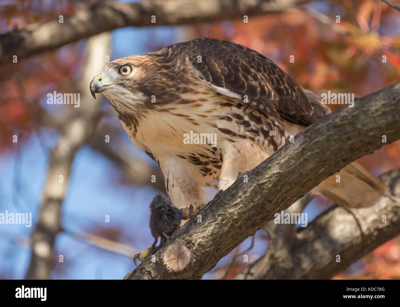 Red Tailed Hawk Stock Photo - Alamy