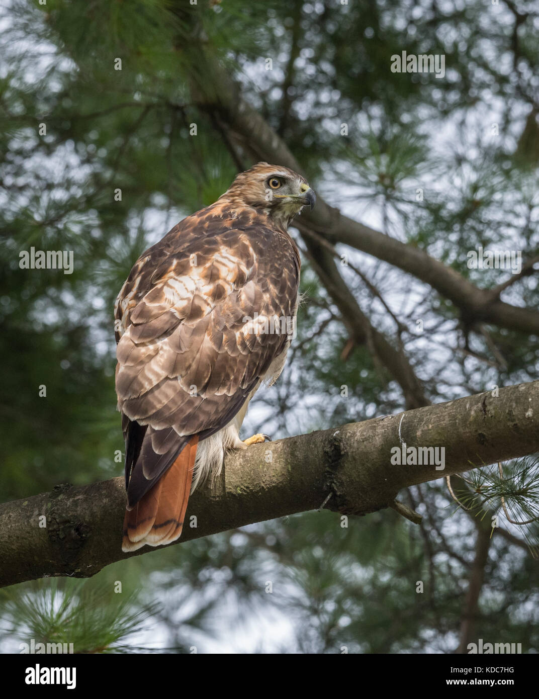 Red Tailed Hawk Stock Photo - Alamy