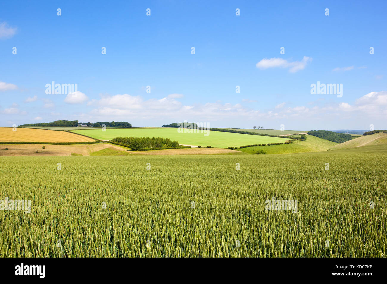 a green summer wheat crop overlooking an agricultural valley with hills ...