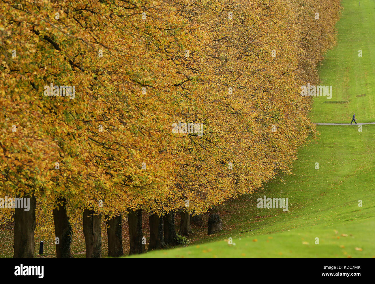 A man walks on the grounds of Stormont estate, Belfast, as the trees ...