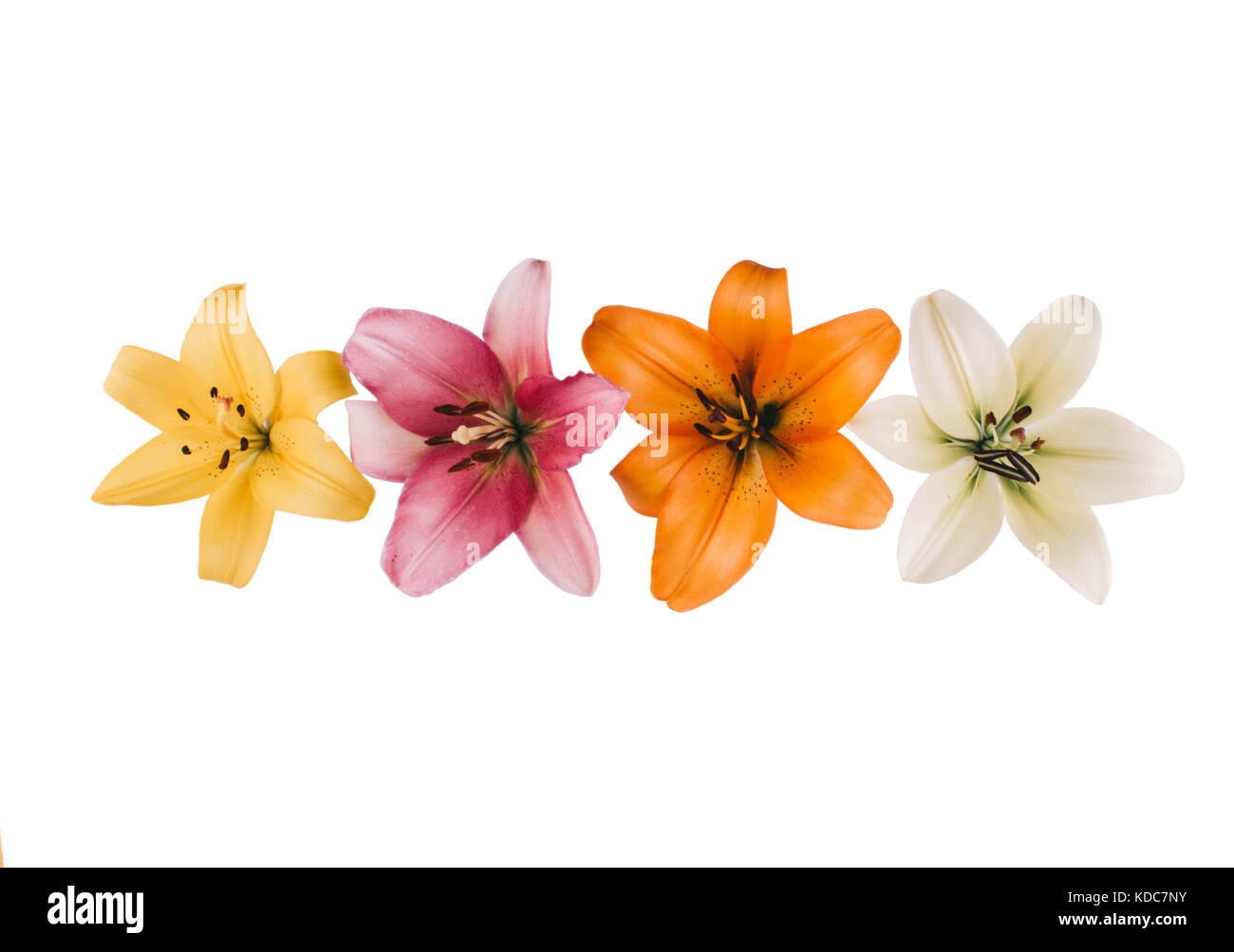 Beautiful lilies with leaves isolated on white background. Top view ...