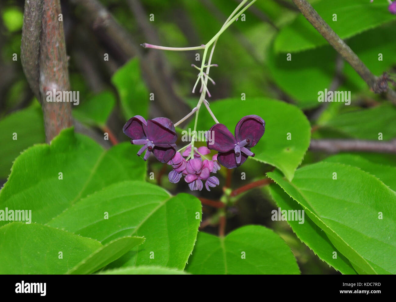 Five-leaf akebia (Akebia quinata Stock Photo - Alamy