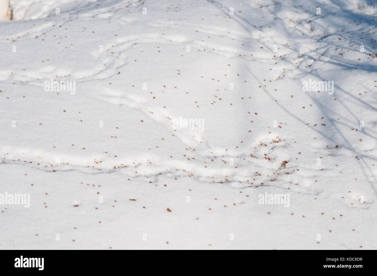 Traces of mice in the snow, drifts Stock Photo - Alamy