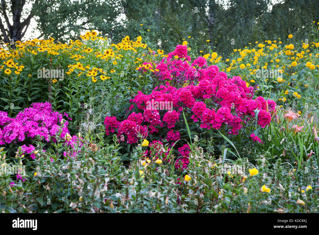 Beautiful flowers in park Stock Photo - Alamy