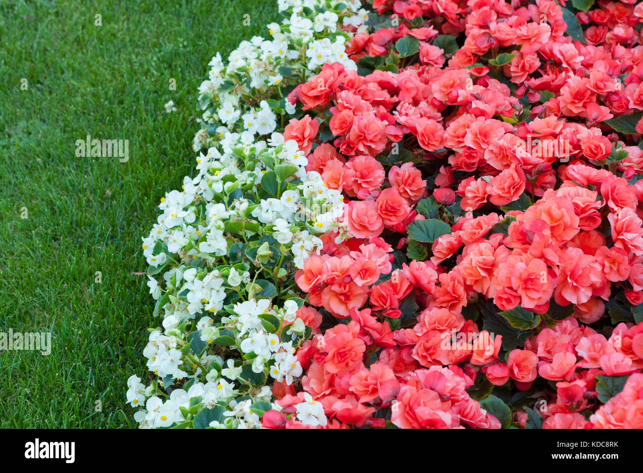 Beautiful flowers in park Stock Photo - Alamy