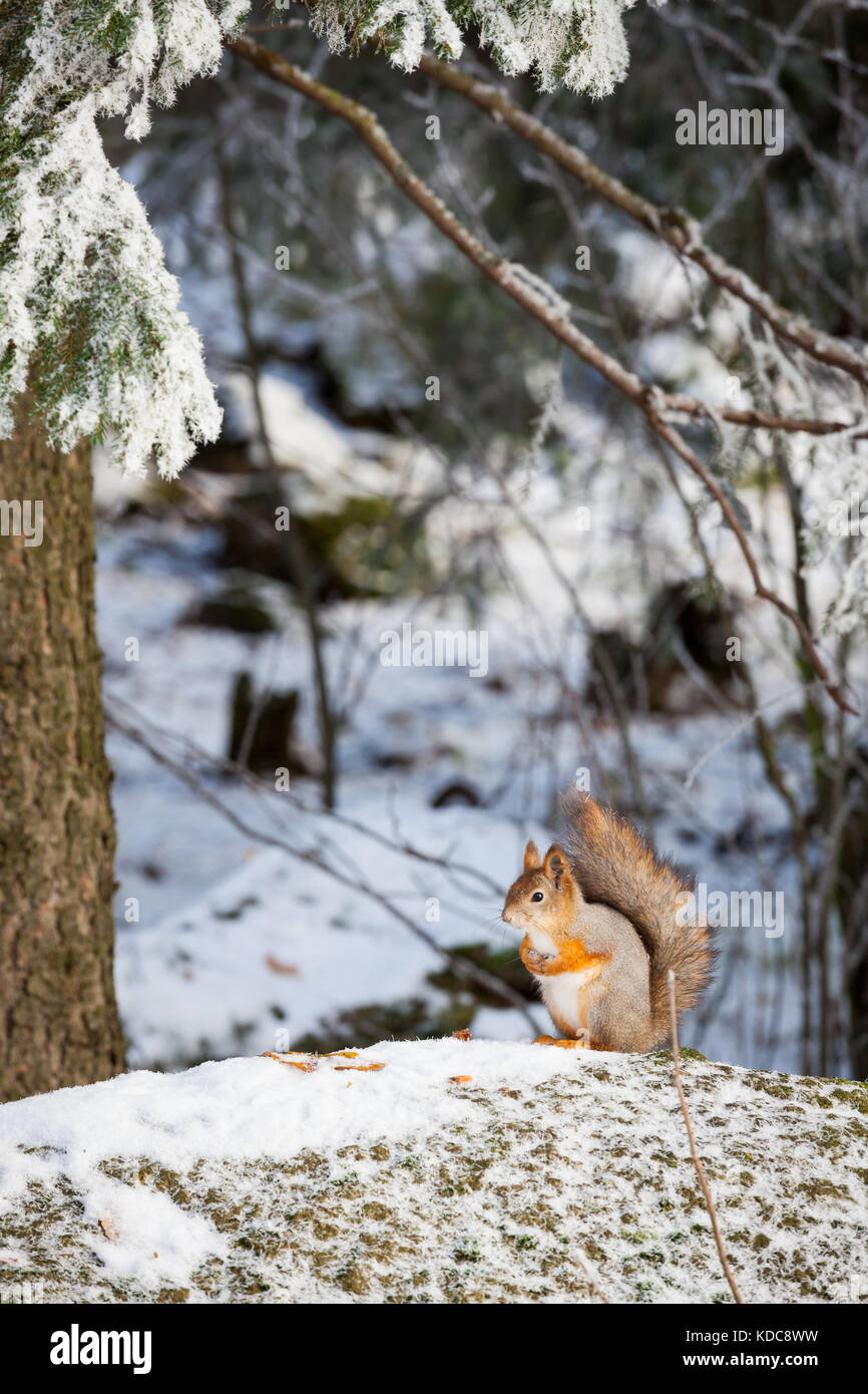 Squirrel at winter Stock Photo - Alamy