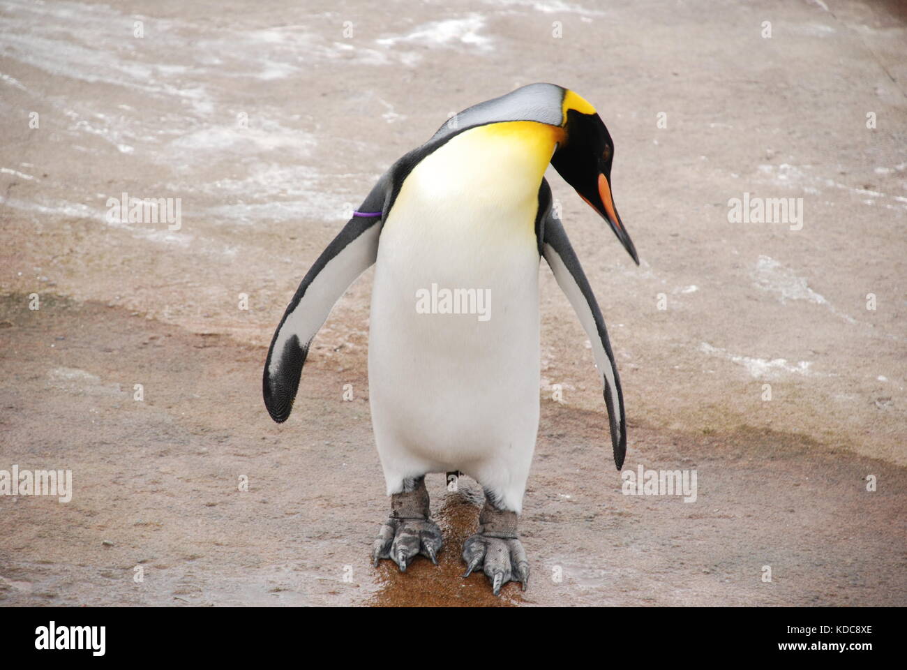 Penguin at Edinburgh zoo Stock Photo - Alamy