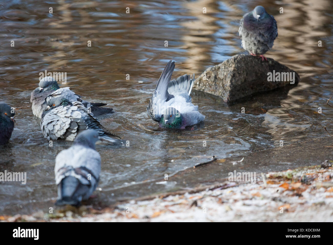 Pigeons birds bathing Stock Photo - Alamy