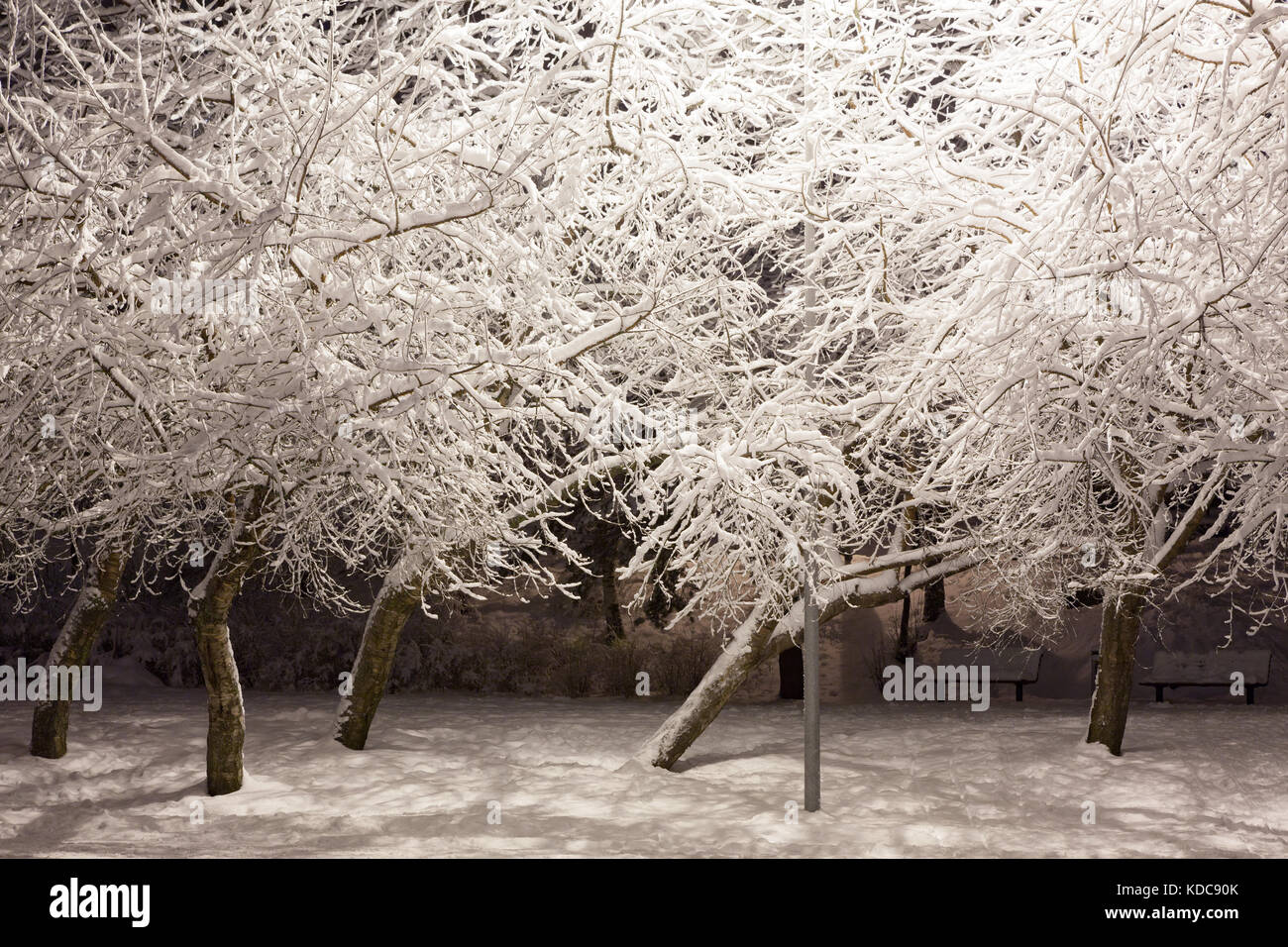 Trees streetlight hi-res stock photography and images - Alamy