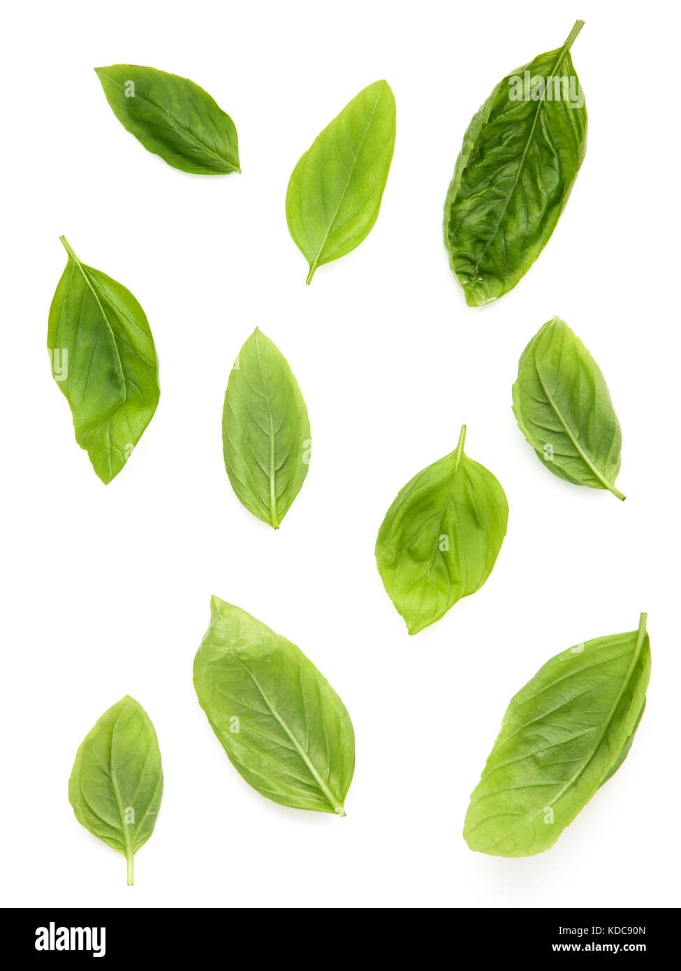 Fresh sweet basil leaves isolated on white background. Sweet basil ...