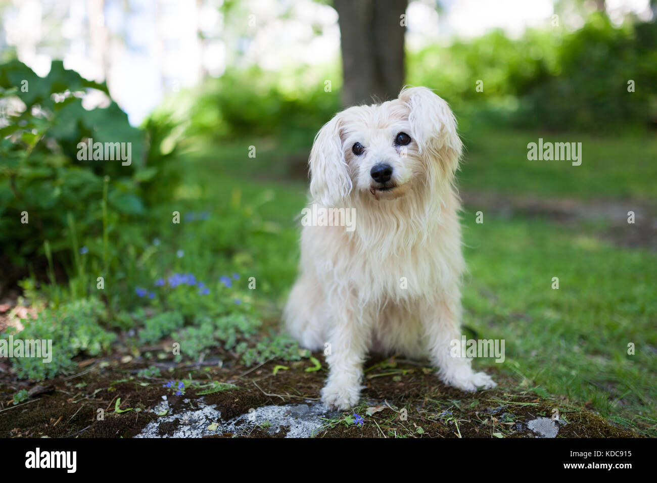 White mixed breed dog in park Stock Photo - Alamy