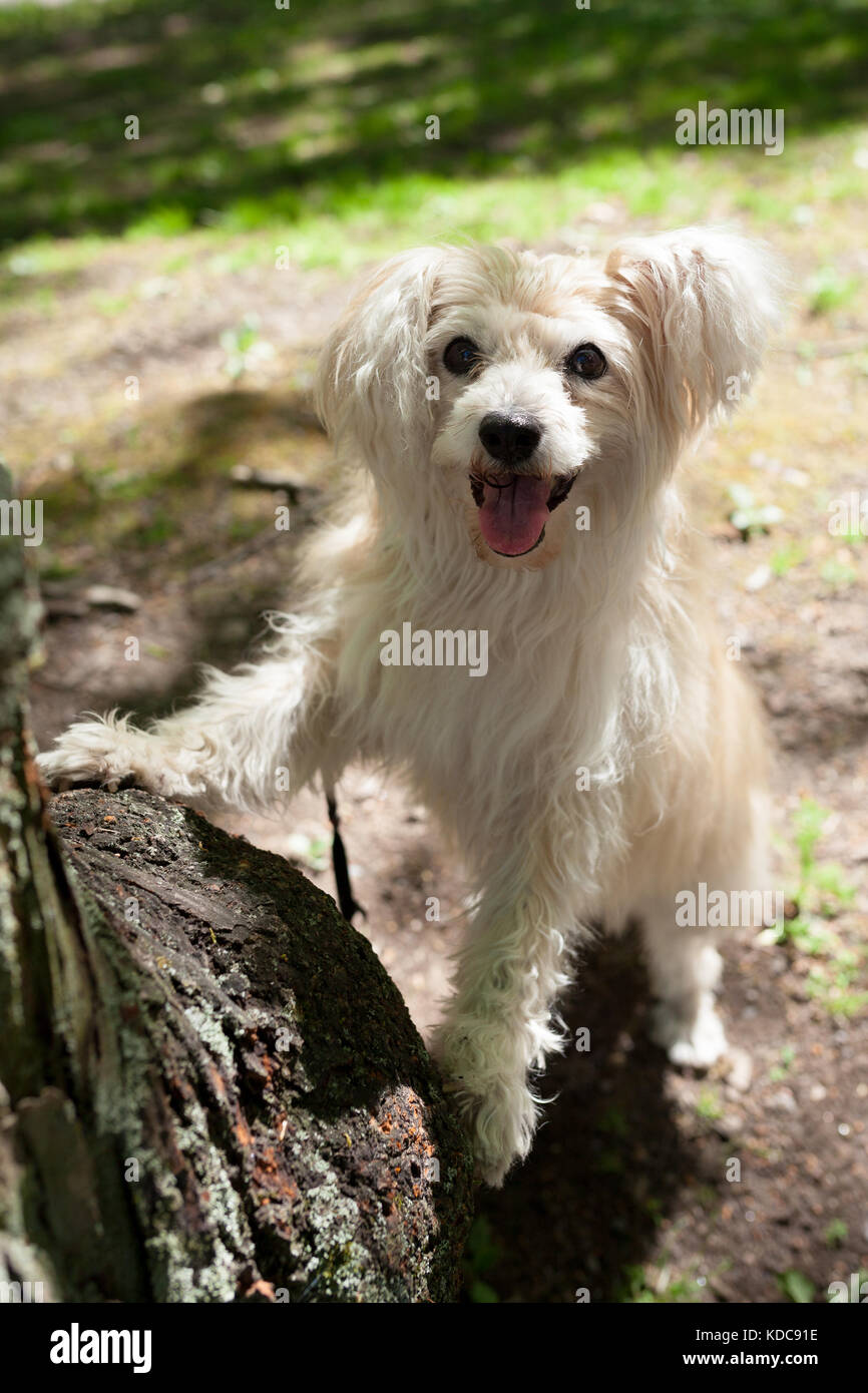White mixed breed dog in park Stock Photo - Alamy