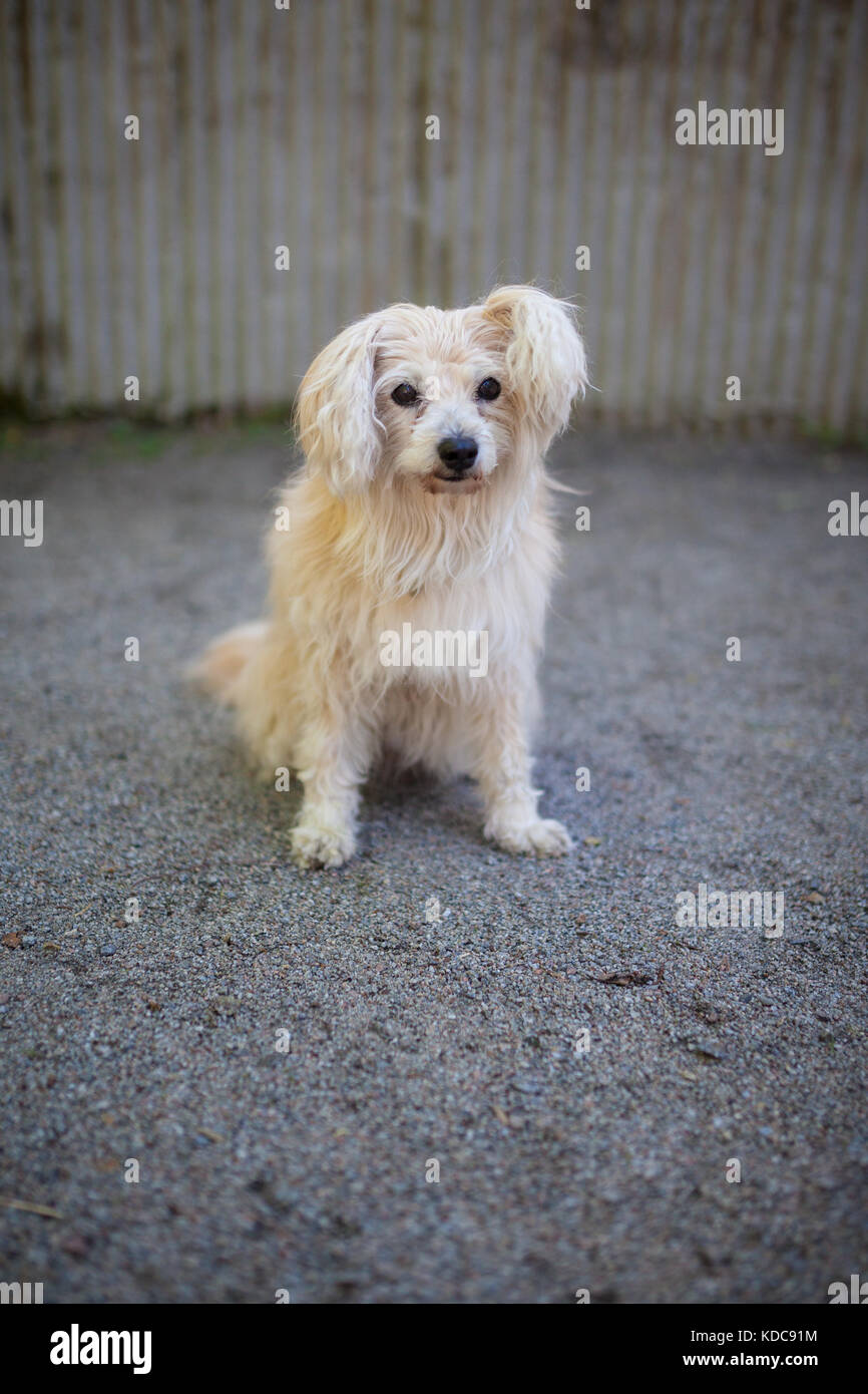 White mixed breed dog in park Stock Photo - Alamy