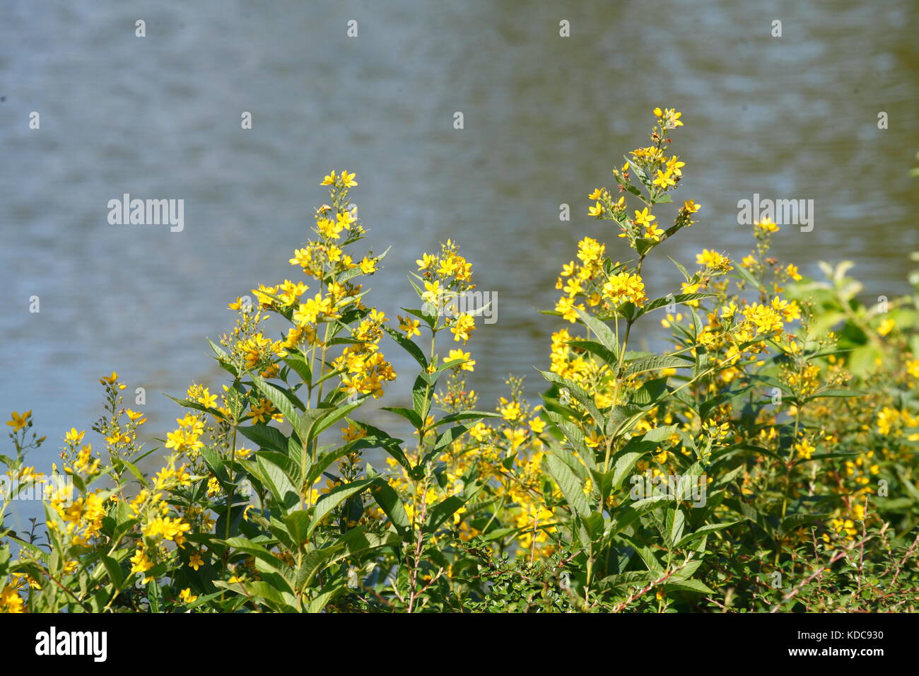 blossoming yellow Common Evening Primrose, Evening Star Stock Photo - Alamy