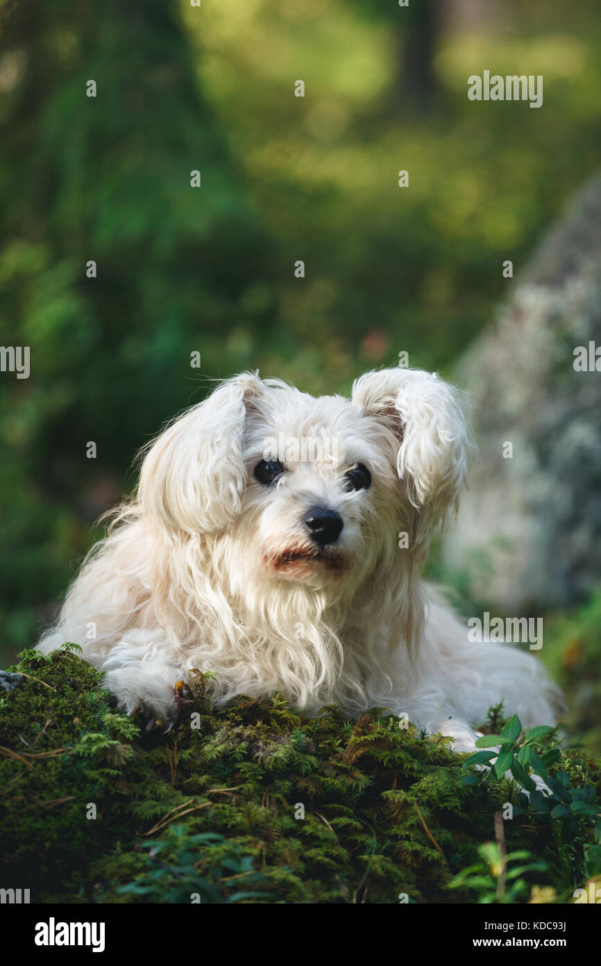 White mixed breed dog in forest Stock Photo - Alamy