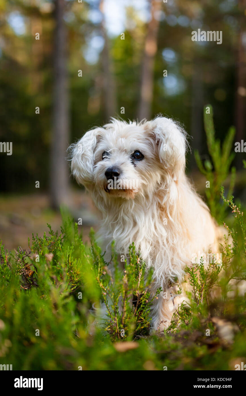 White mixed breed dog in forest Stock Photo - Alamy