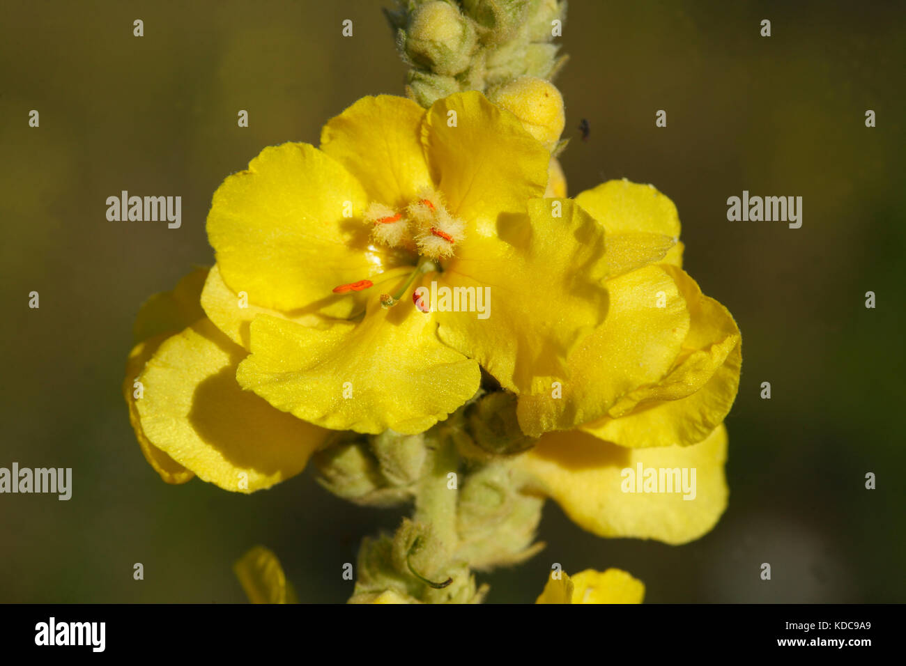 blossoming yellow Common Evening Primrose, Evening Star Stock Photo - Alamy
