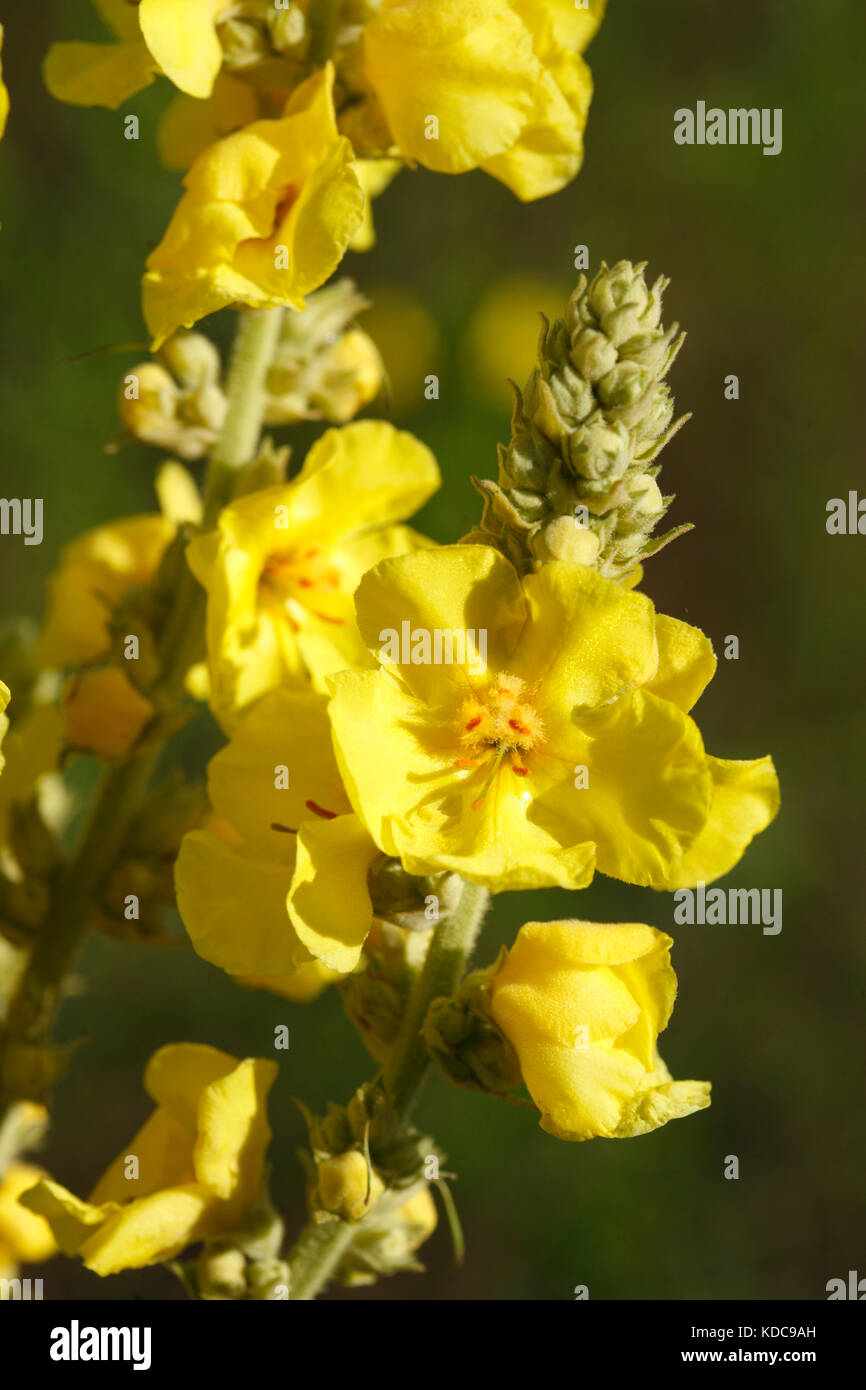 Common evening primrose or evening star hi-res stock photography and ...