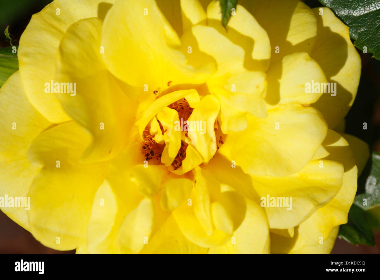 Yellow colored Roses Stock Photo - Alamy
